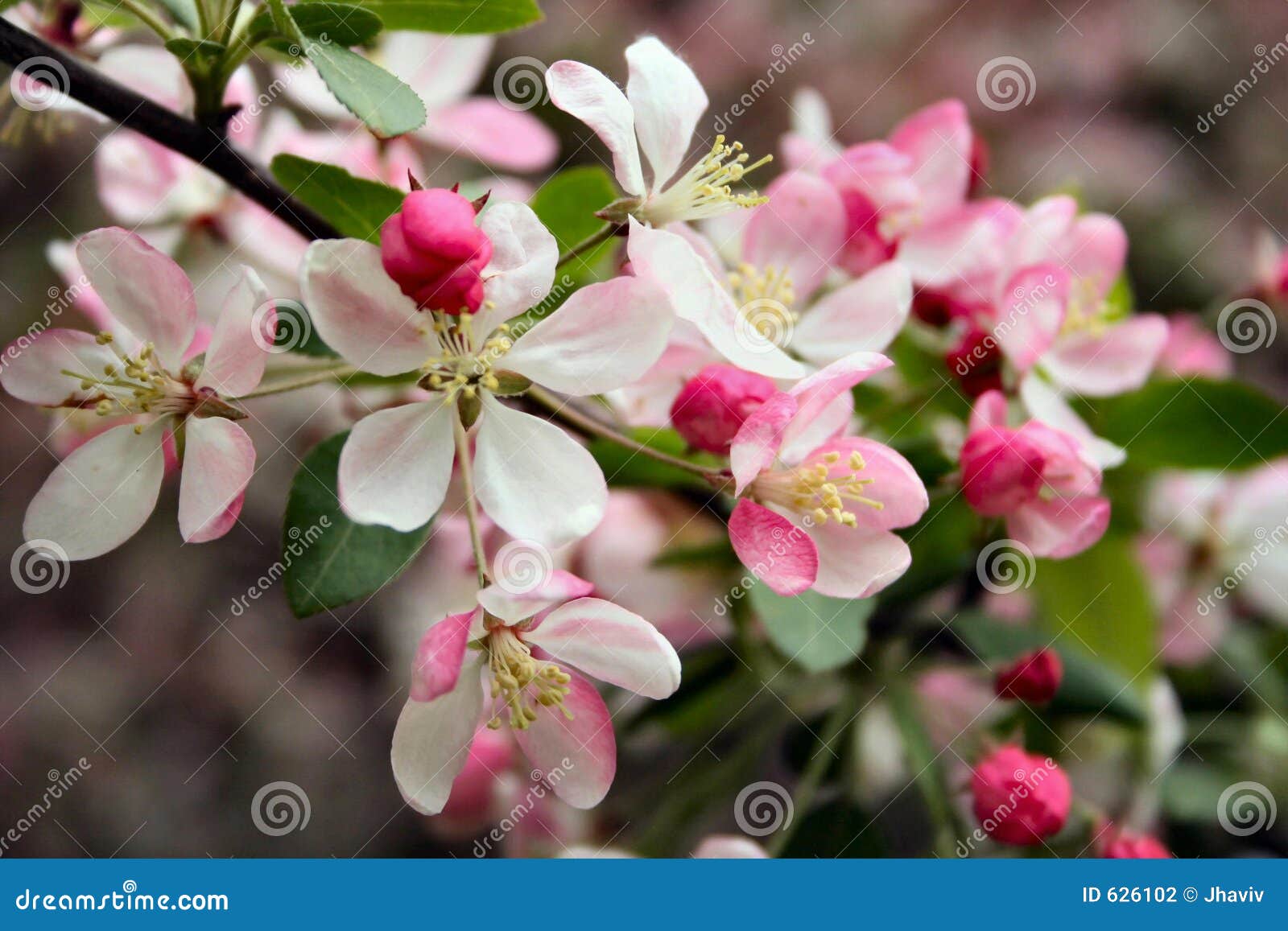 Les Arbres Fleurit Au Printemps Photo stock - Image du botanique ...