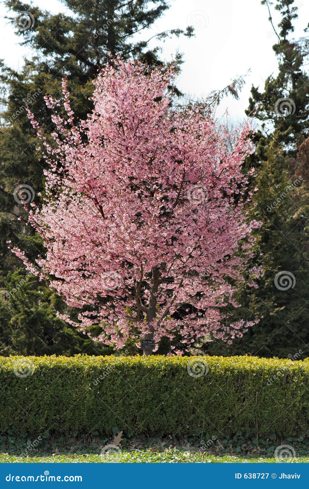 Les Arbres Fleurit Au Printemps Image stock - Image du frais, pourpré ...