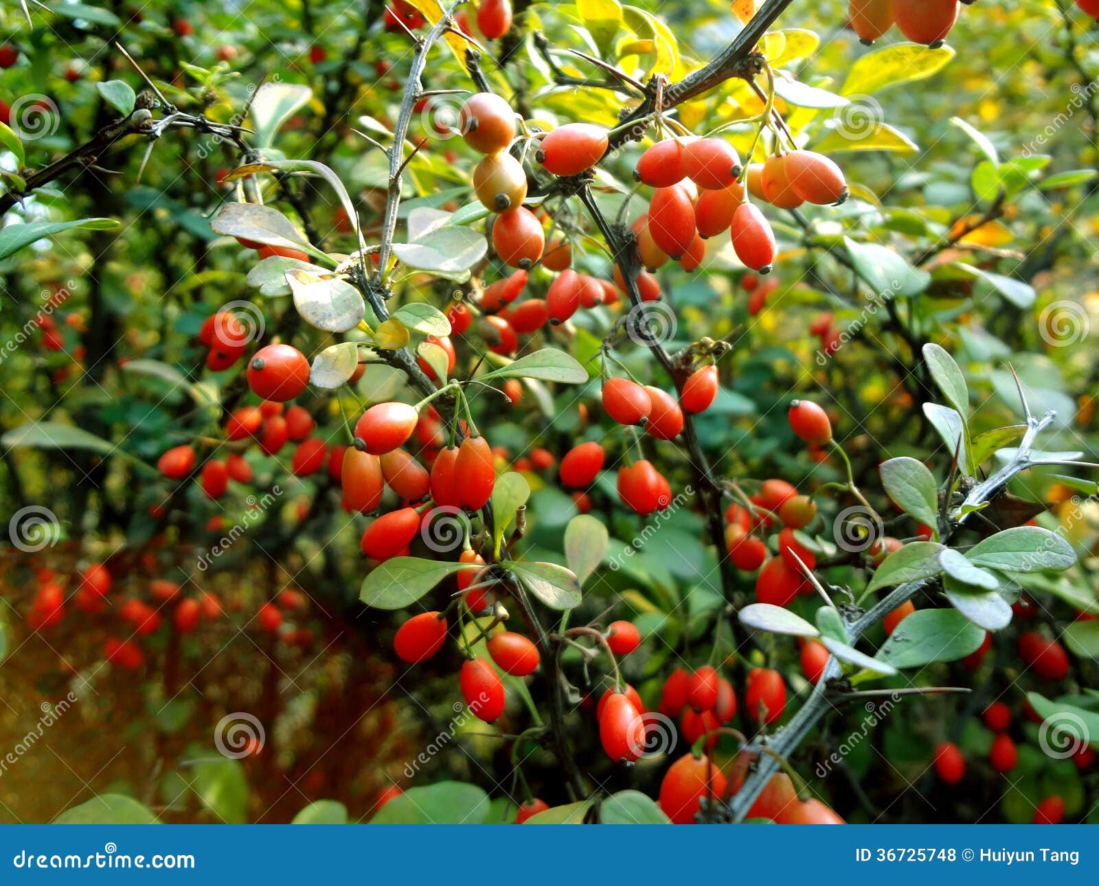 Les arbres fruitiers photo stock. Image du rouge, fruits - 36725748