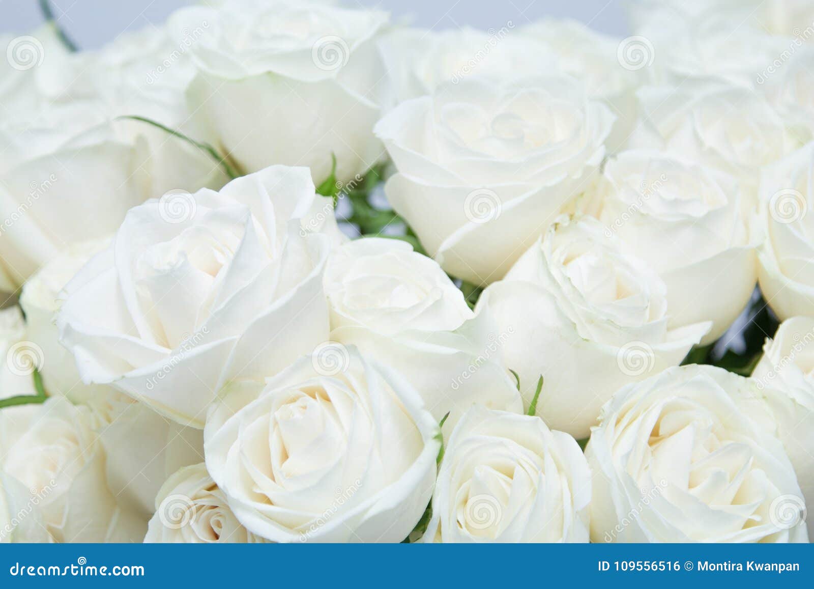 Les belles roses blanches photo stock. Image du coeur - 109556516