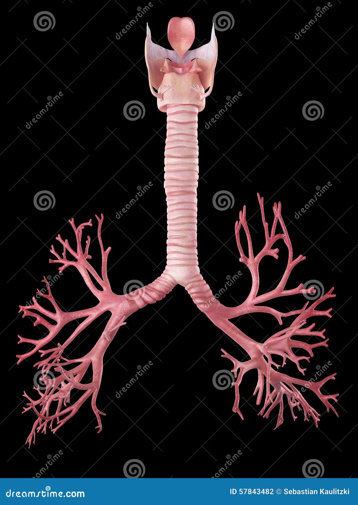 Les bronches humaines illustration stock. Illustration du biomédicale ...