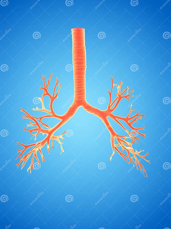 Les bronches humaines illustration stock. Illustration du trachée ...