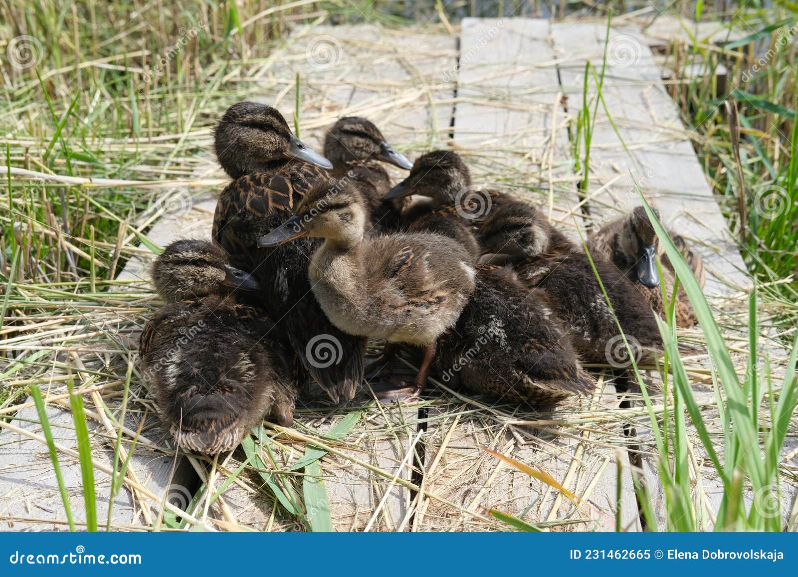 Les Canards Sortaient D'un Cours D'eau Couvert D'herbe Pour Manger ...