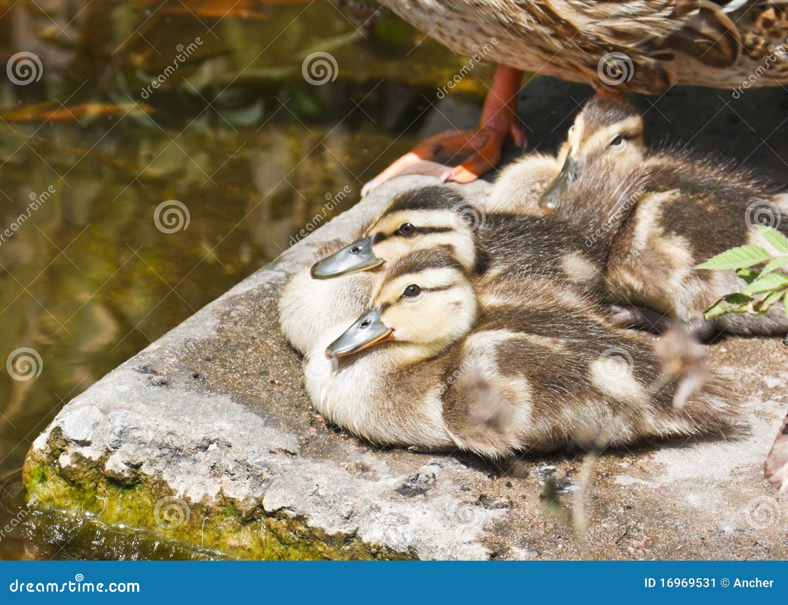 Les Canetons Sauvages Ont Un Reste Image stock - Image du adorable ...