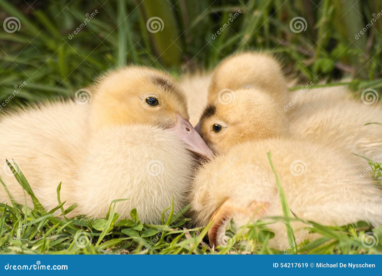 Les Canetons Se Sont Blottis Groupe Image stock - Image du blotti ...