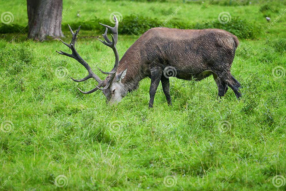 Les Cerfs Communs Rouges - Elaphus De Cervus. Photo stock - Image du ...