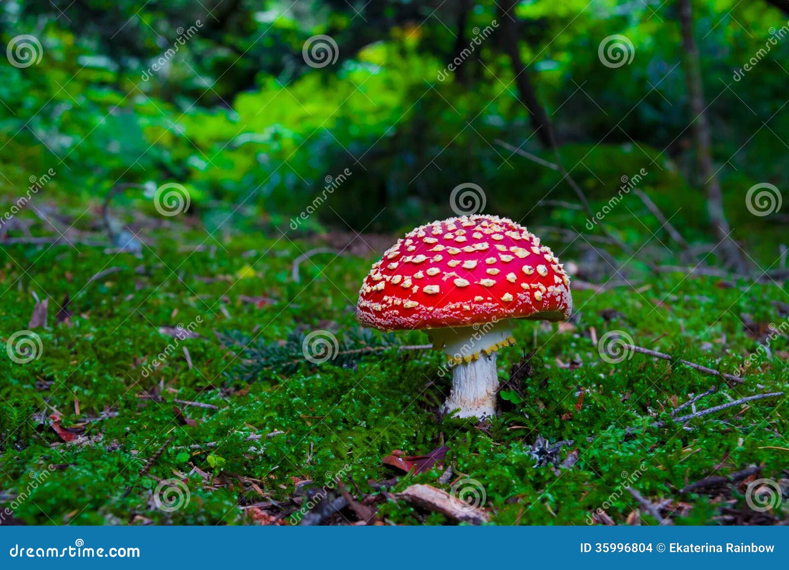 Les Champignons Ne Sont Pas Comestibles Photo stock - Image du blanc ...