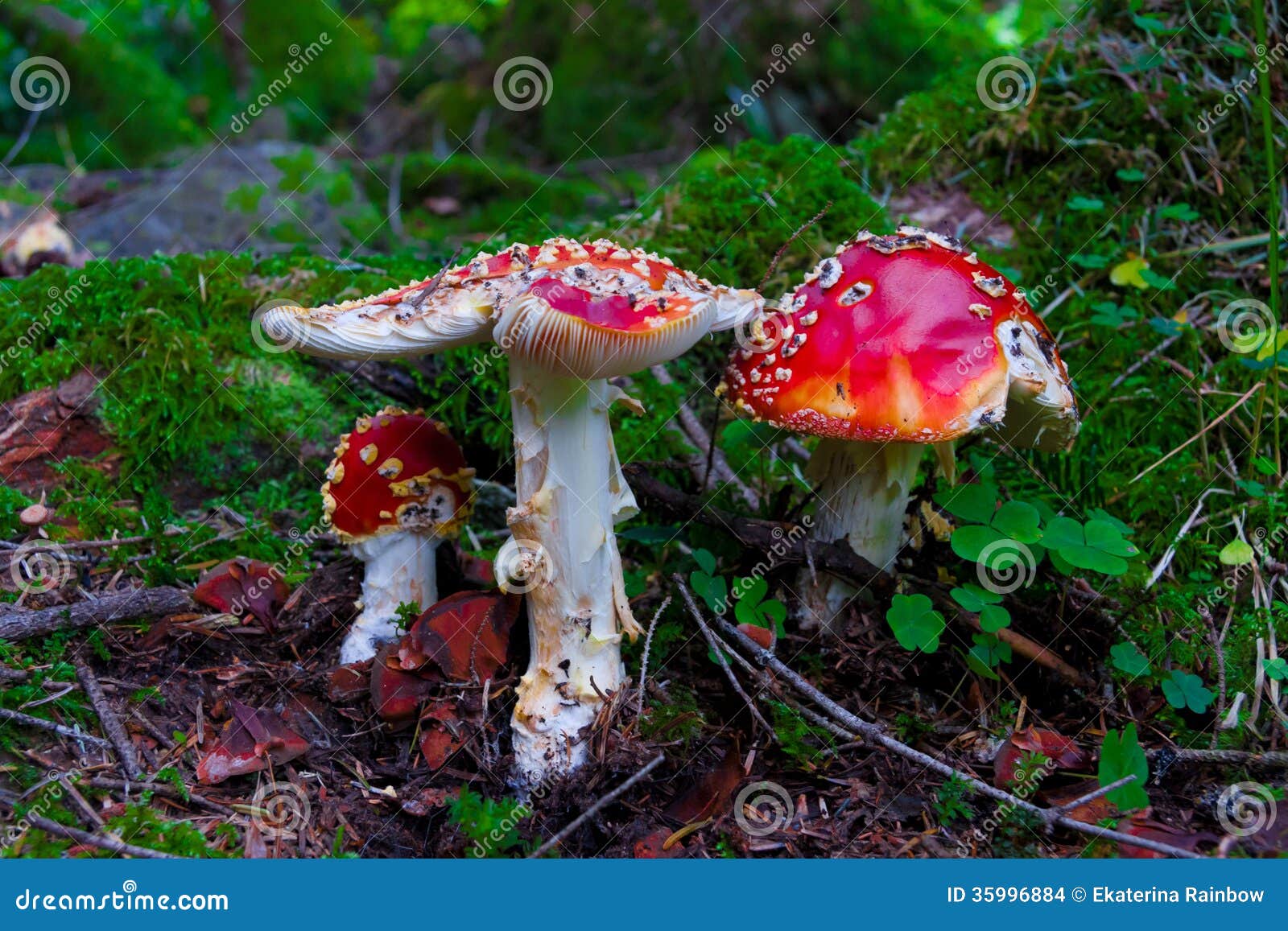 Les Champignons Ne Sont Pas Comestibles Photo stock - Image du ...