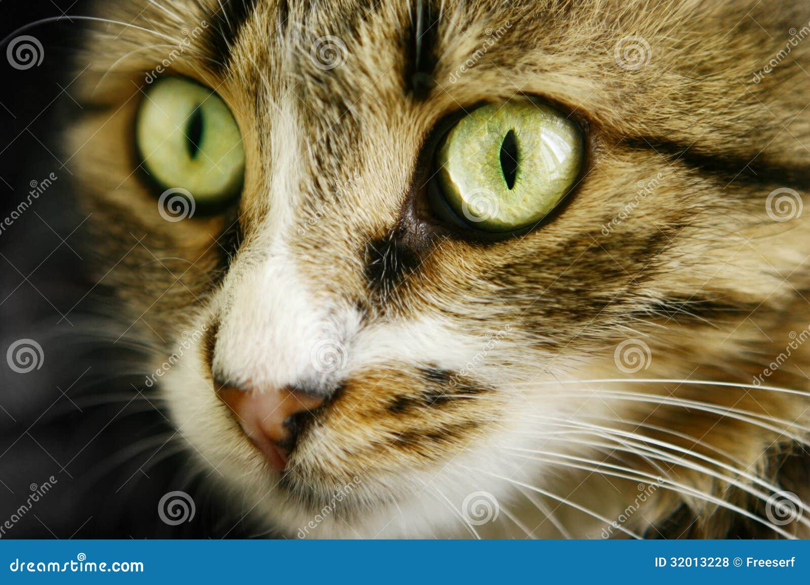Les Chats Font Face Avec De Beaux Yeux Photo stock - Image du vert ...