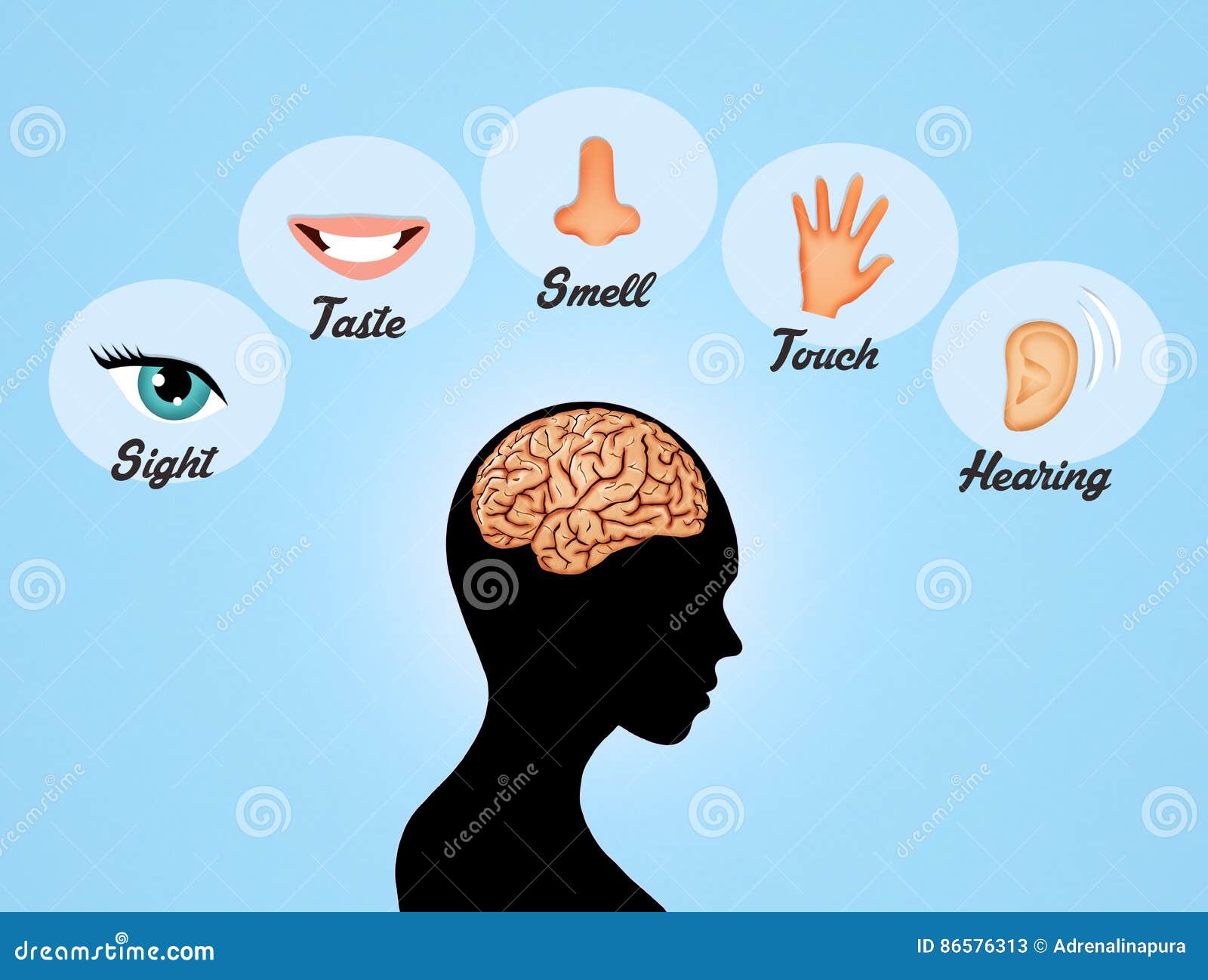 Les cinq sens illustration stock. Illustration du femelle - 86576313