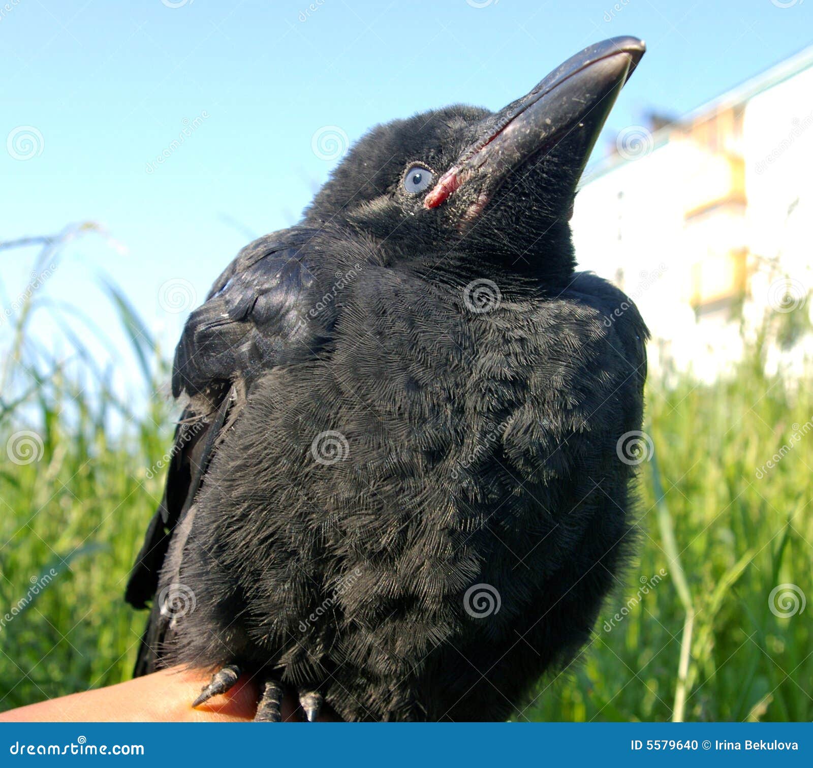 Les corbeaux d'oisillon. photo stock. Image du oeil, plumage - 5579640