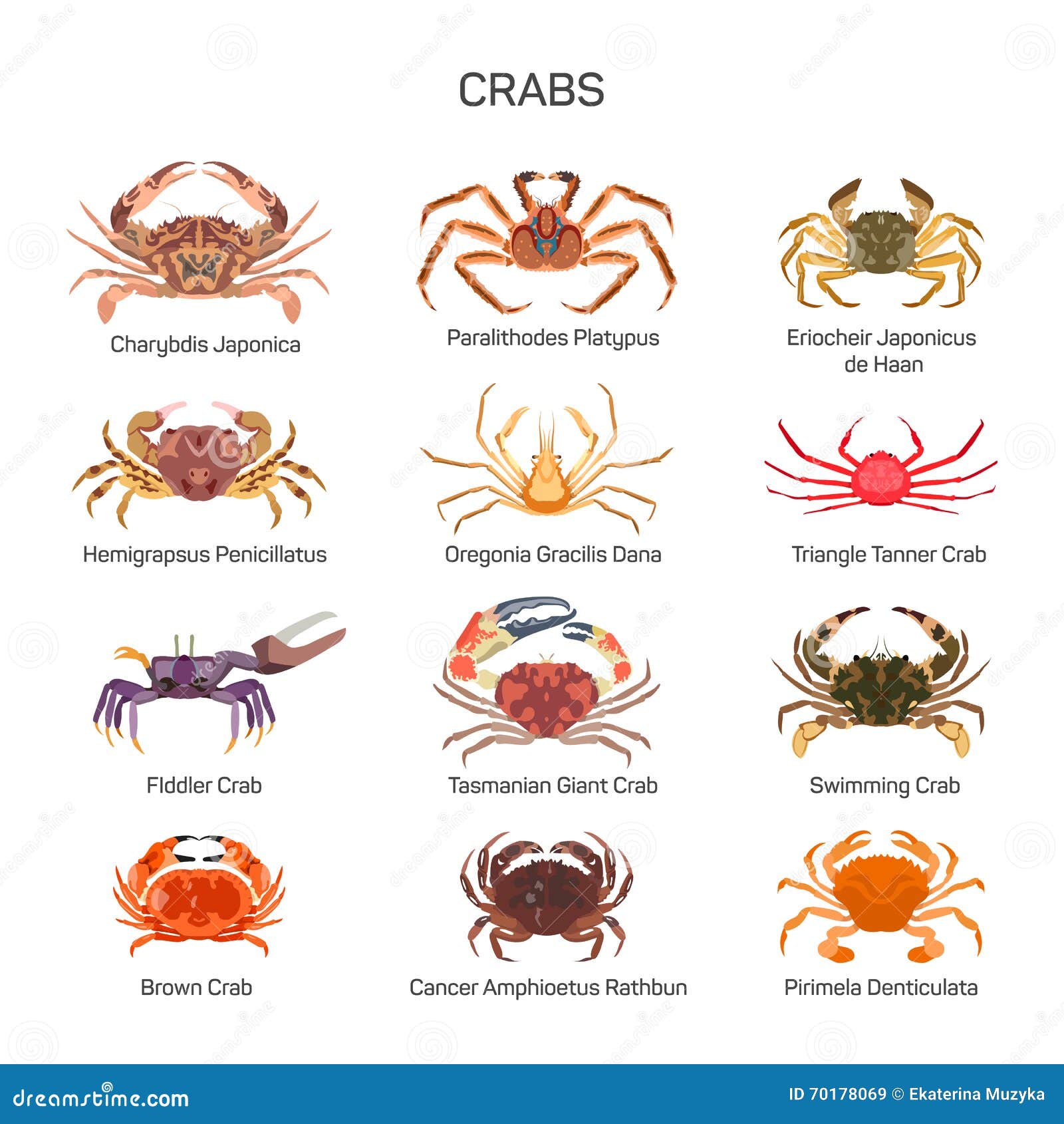 Les Crabes Dirigent L'ensemble Dans La Conception Plate De Style Genre Différent De Collection D ...