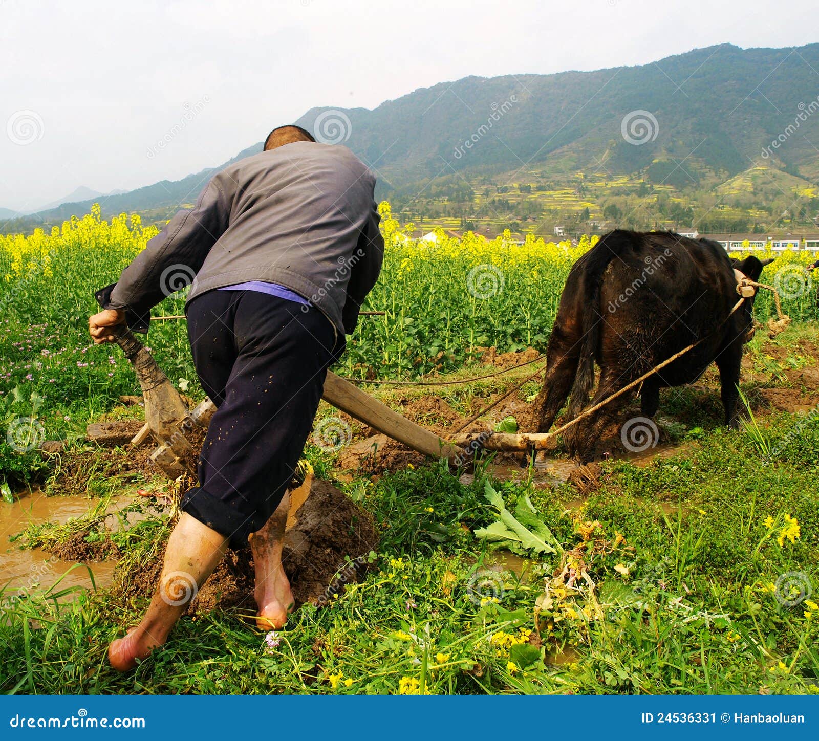 Les Fermiers Labourent Leurs Zones Dedans Image stock - Image du ...