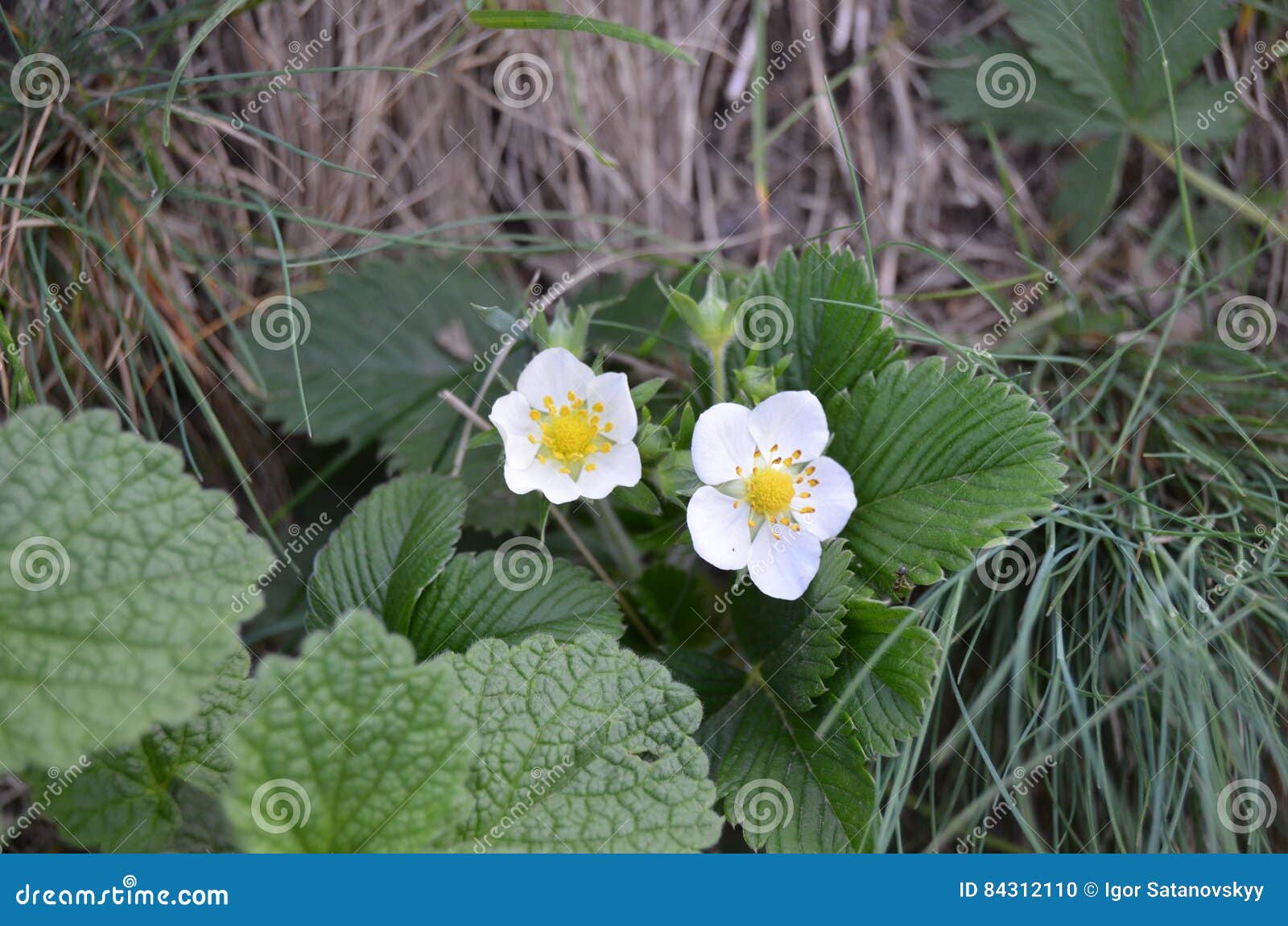Les Fleurs De Fraisier Commun Photo stock - Image du fleuri, herbe ...