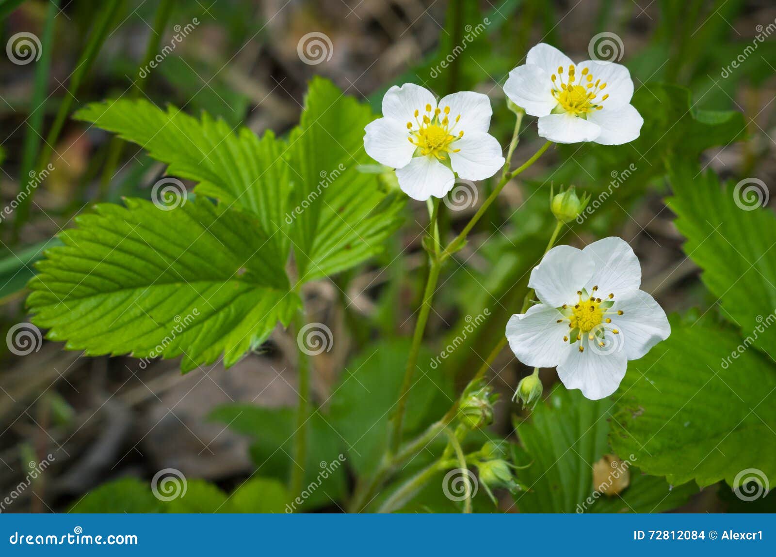 Les Fleurs Du Fraisier Commun Photo stock - Image du fraises, grand ...