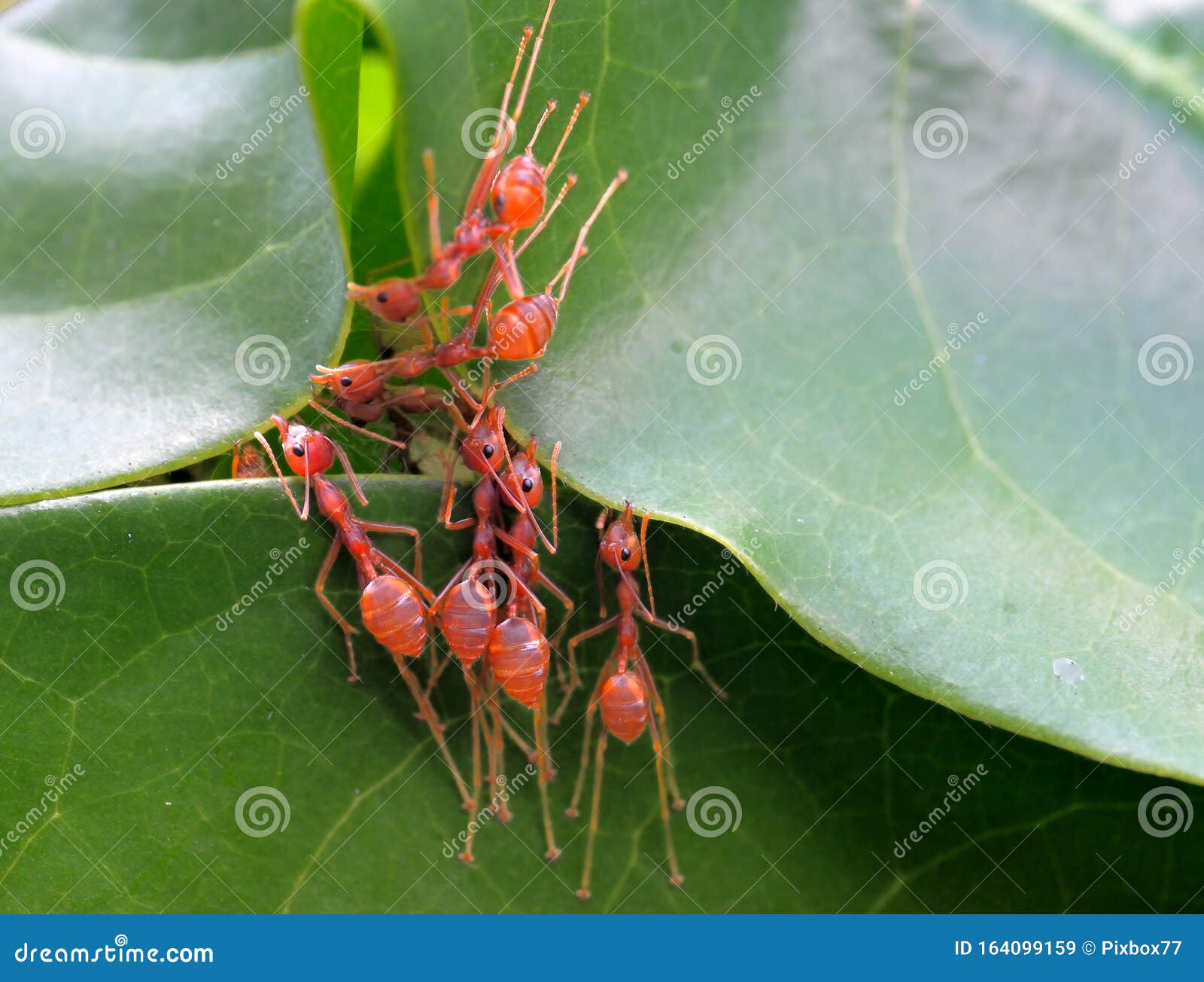 Les Fourmis D'arbre Vert Construisent Le Nid Image stock - Image du ...