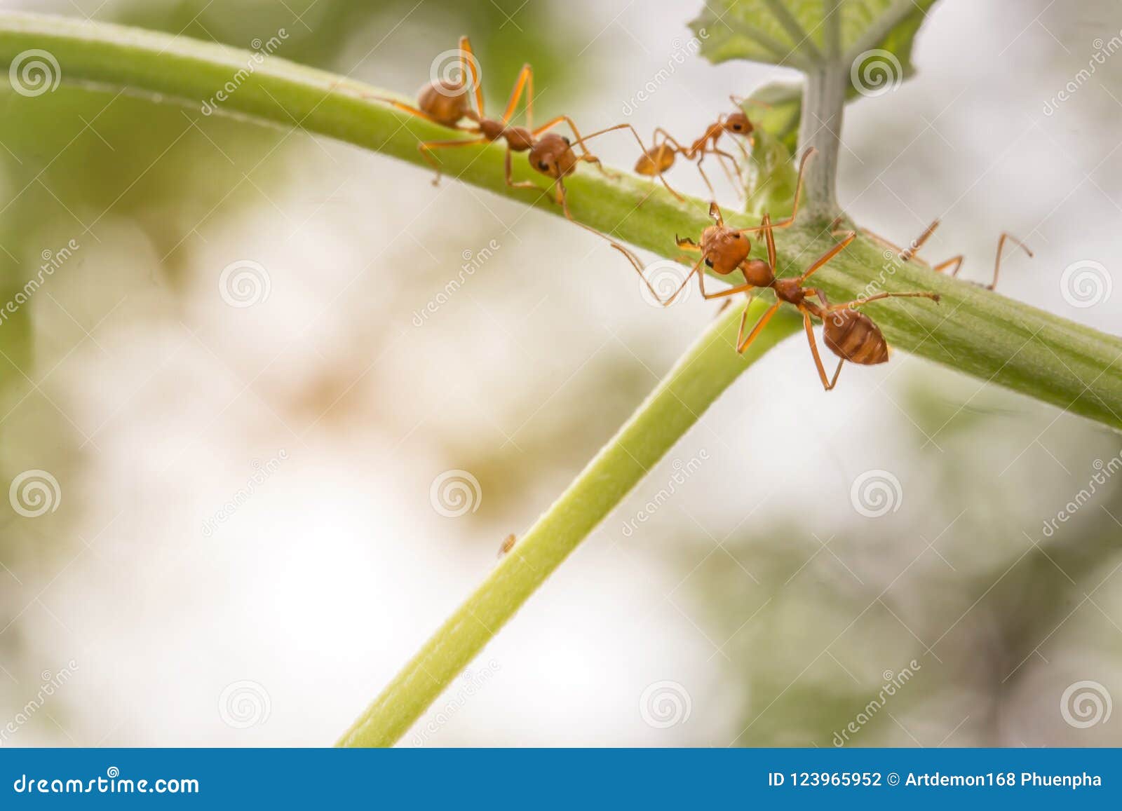 Les Fourmis Marchant Sur Les Branches Et Les Feuilles Photo stock ...