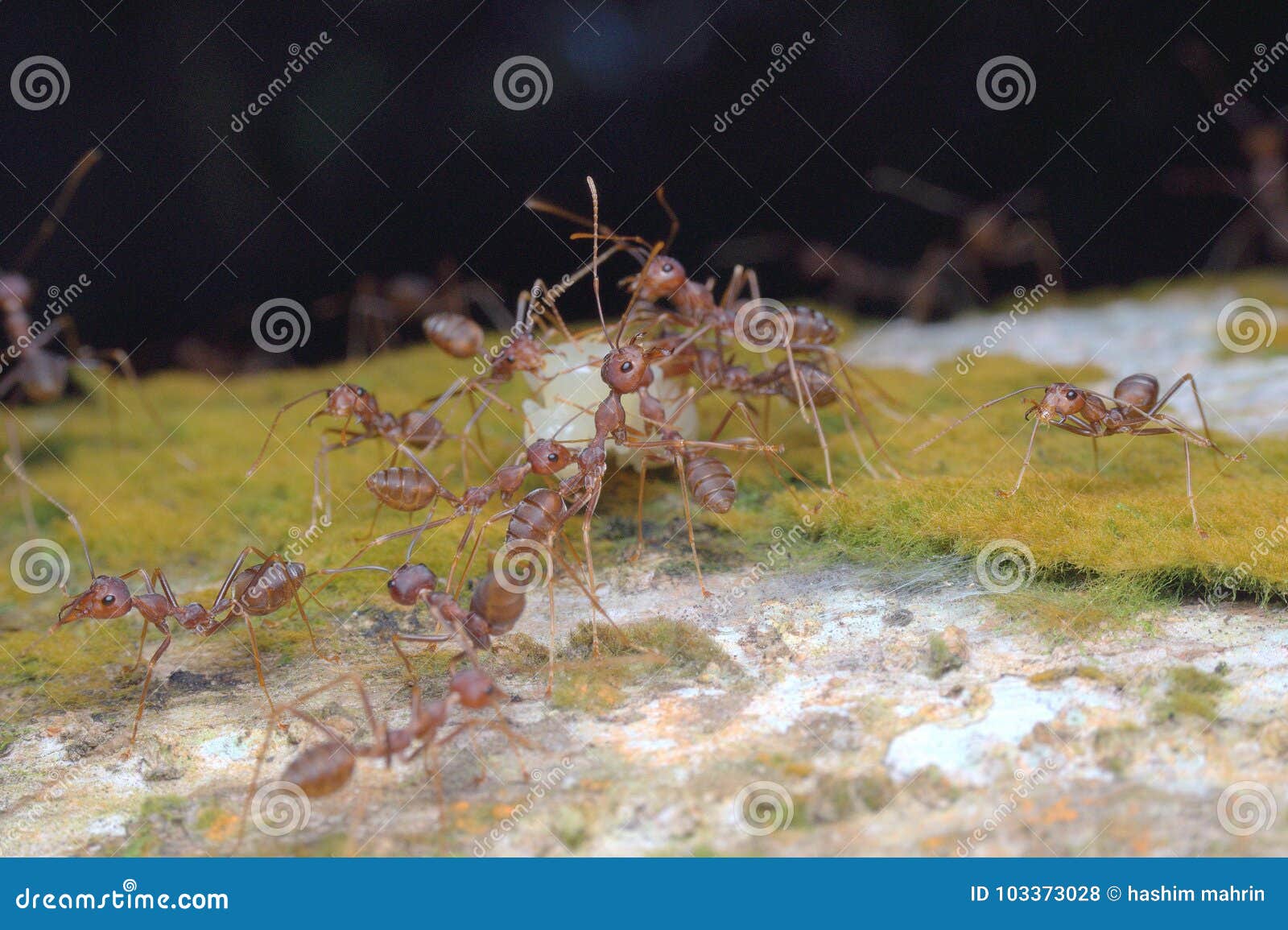 Les Fourmis Rouges Et La Proie Photo stock - Image du saison, brindille ...