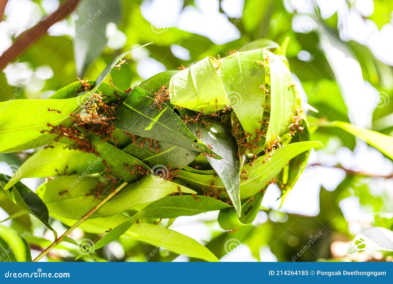 Les Fourmis Rouges Font Des Nids Image stock - Image du vert, anomalie ...