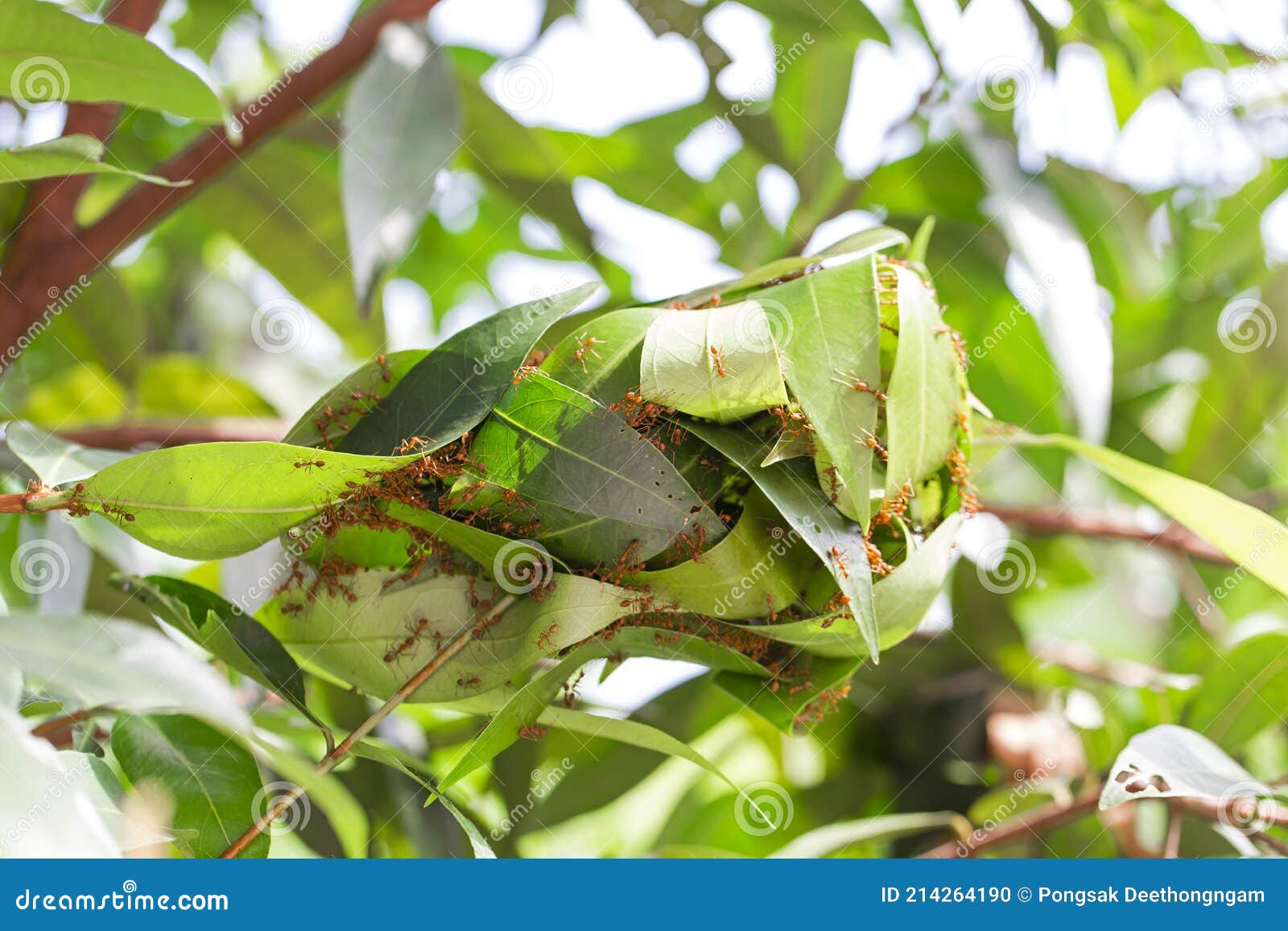 Les Fourmis Rouges Font Des Nids Photo stock - Image du créature ...