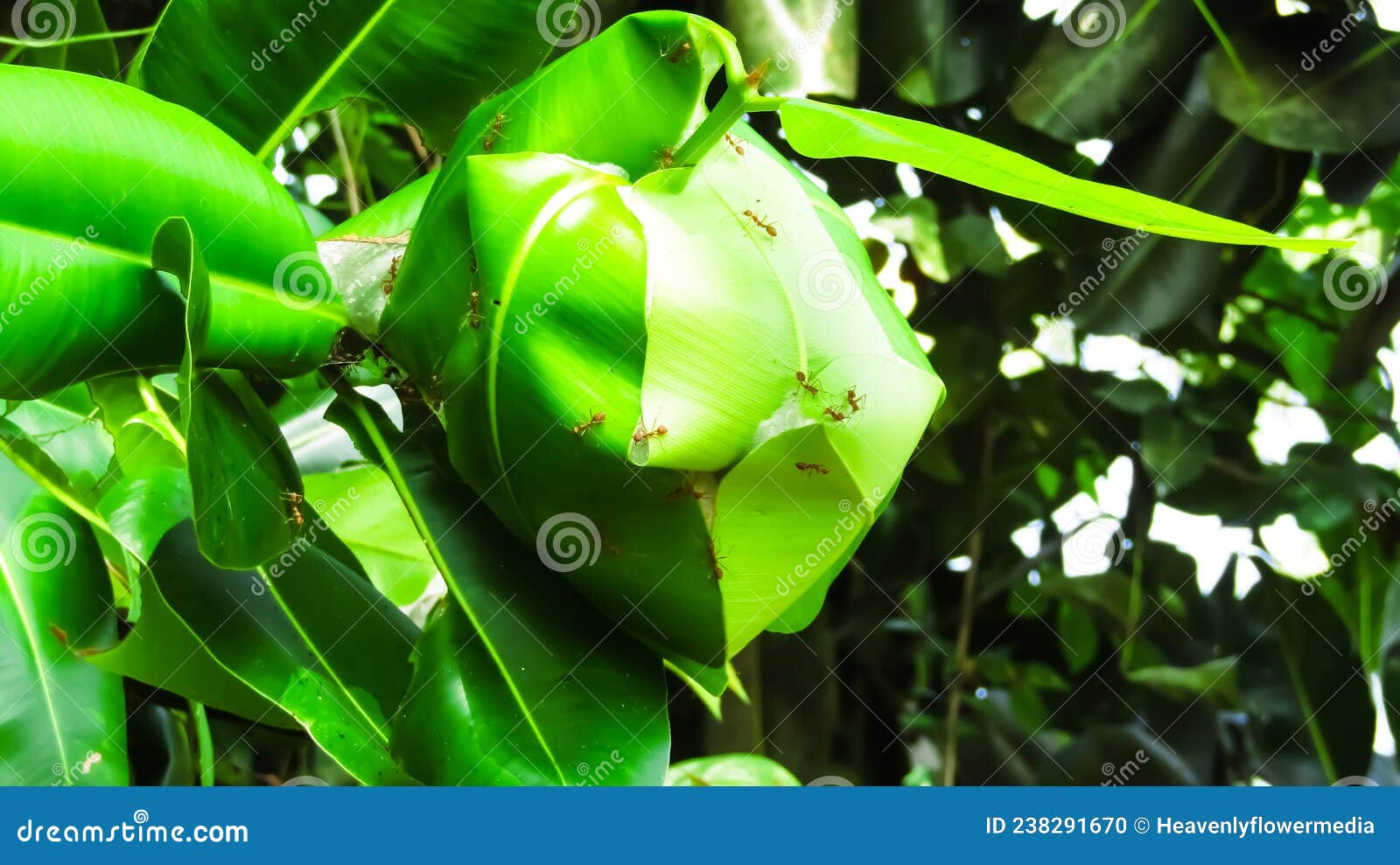Les Fourmis Rouges Font Sa Maison Avec Des Feuilles Photo stock - Image ...