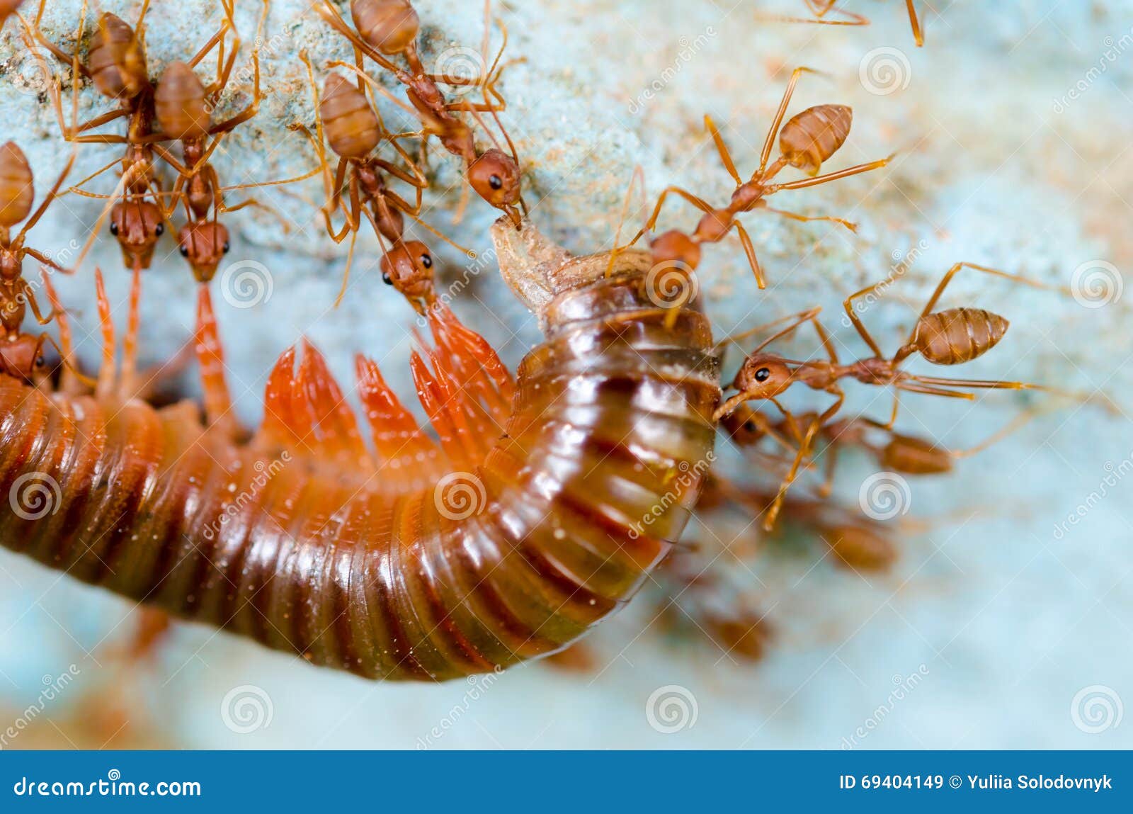 Les Fourmis Rouges Mangent L'extraction Image stock - Image du fourmi ...