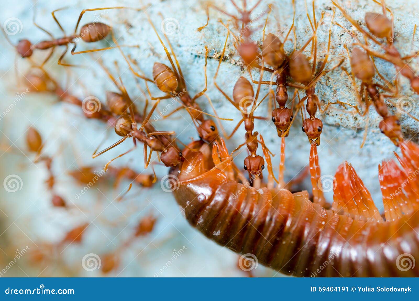 Les Fourmis Rouges Mangent L'extraction Image stock - Image du fourmi ...