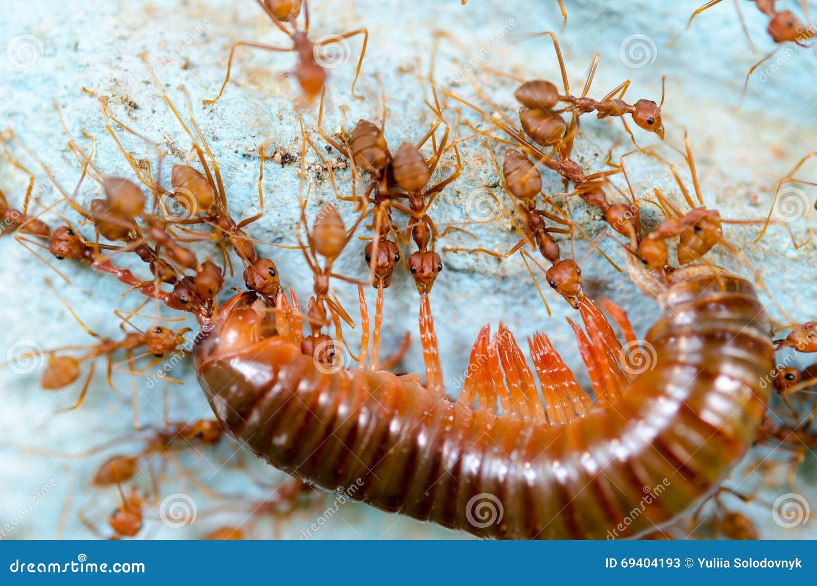 Les Fourmis Rouges Mangent L'extraction Image stock - Image du ...