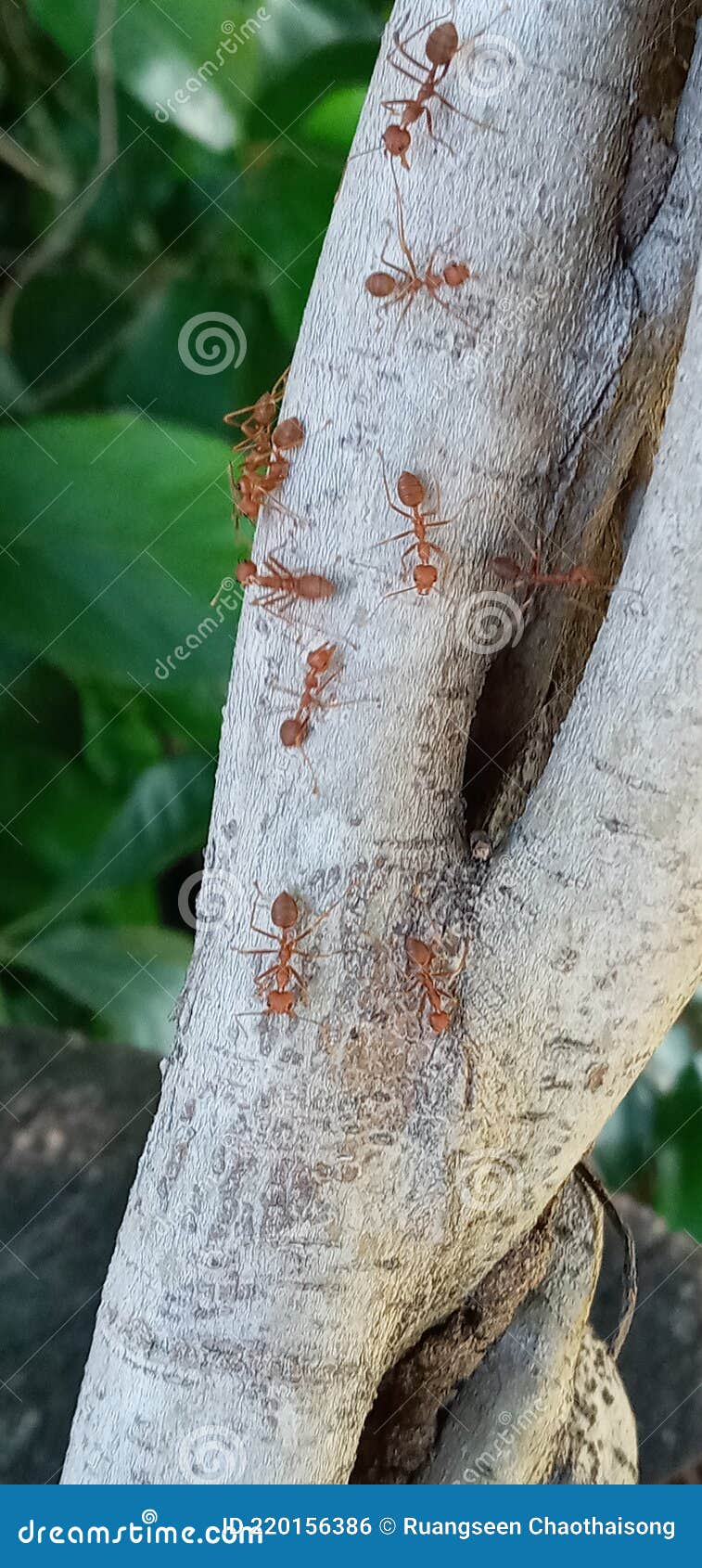 Les Fourmis Rouges Travaillent Photo stock - Image du brindille, bois ...