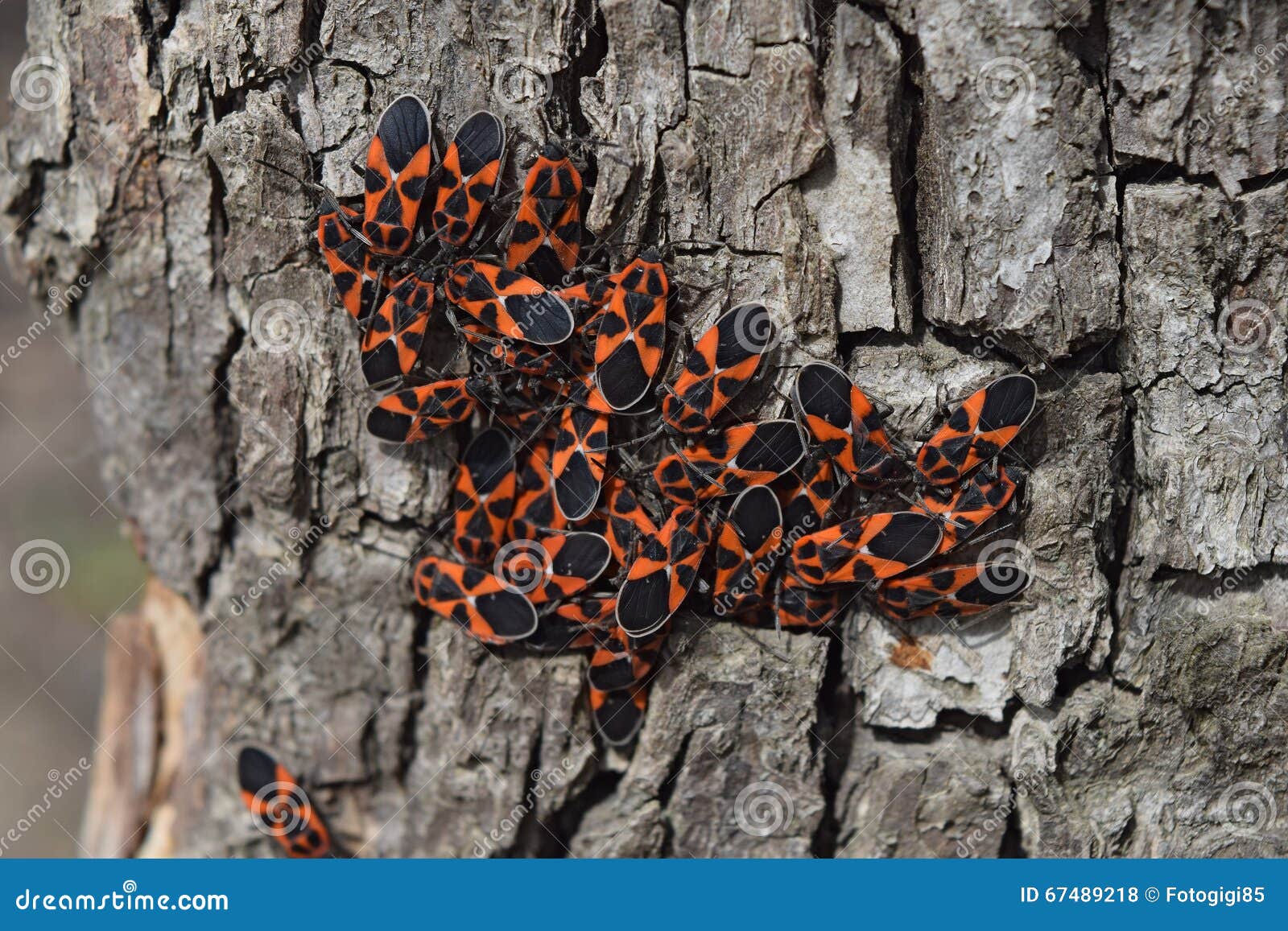 Les insectes de rouge photo stock. Image du microcosme - 67489218