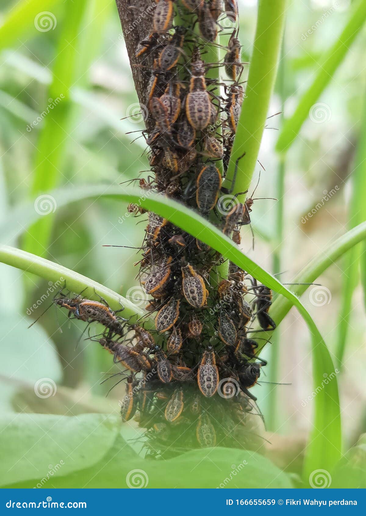 Les Insectes Parasites De Feuille Image stock - Image du lame ...