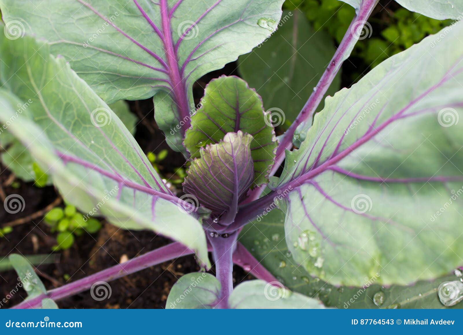 Les Jeunes Plantes Du Chou Rouge Image stock - Image du sain, laitue ...