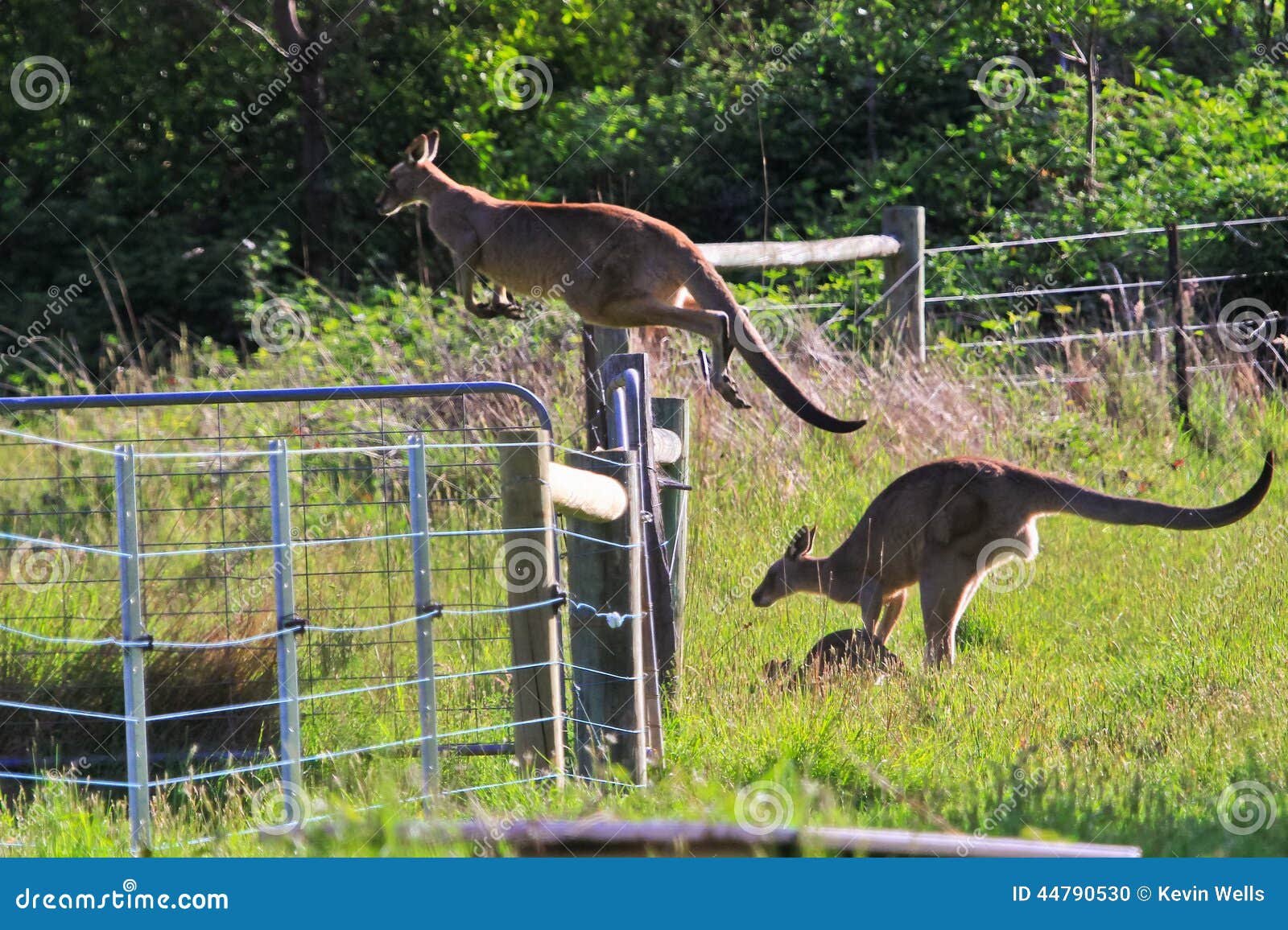 Les Kangourous Sautant Haut Photo stock - Image of barrière, mammifère ...