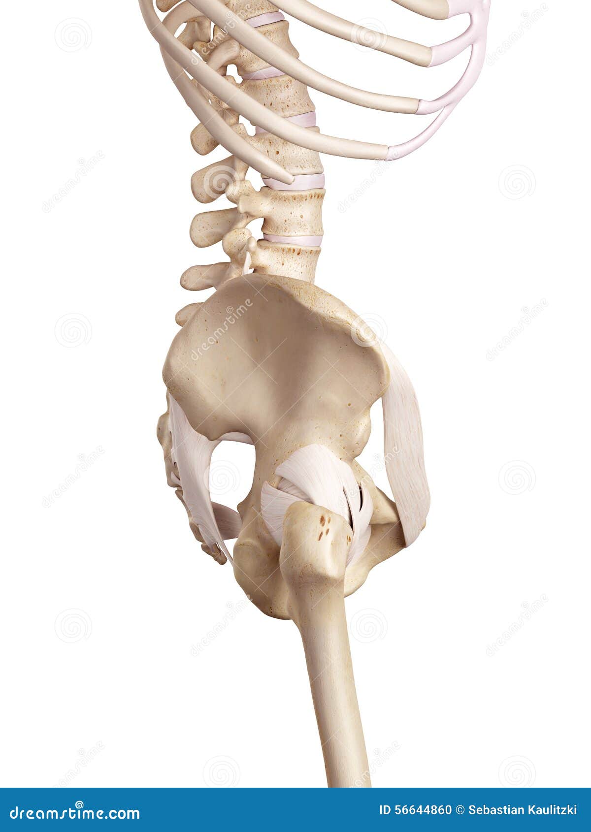 Les ligaments de hanche illustration stock. Illustration du épine ...