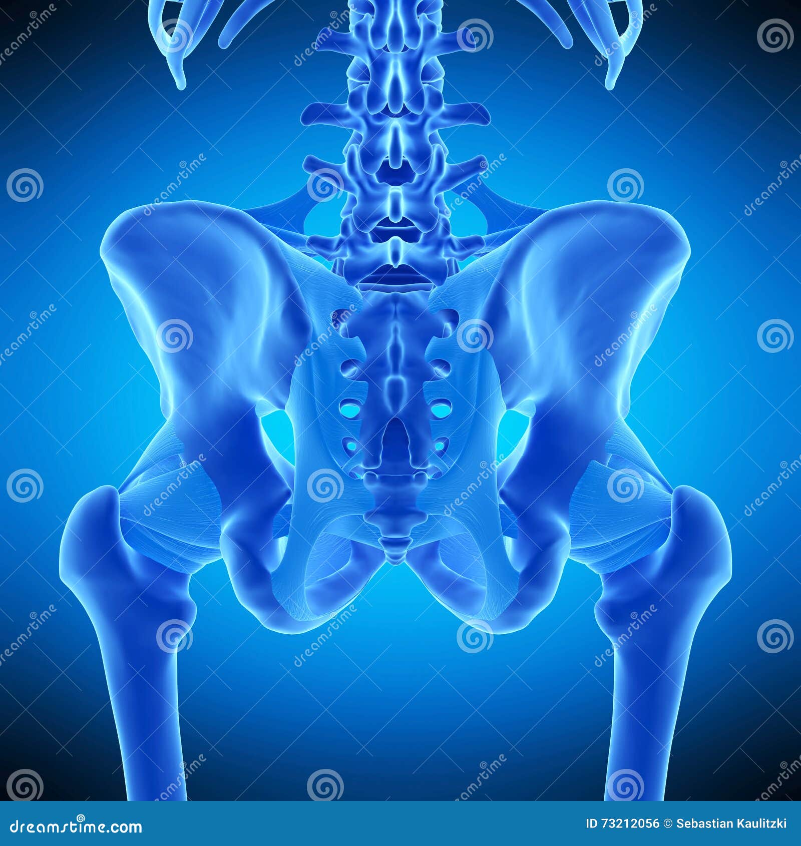 Les ligaments de hanche illustration stock. Illustration du isolement ...