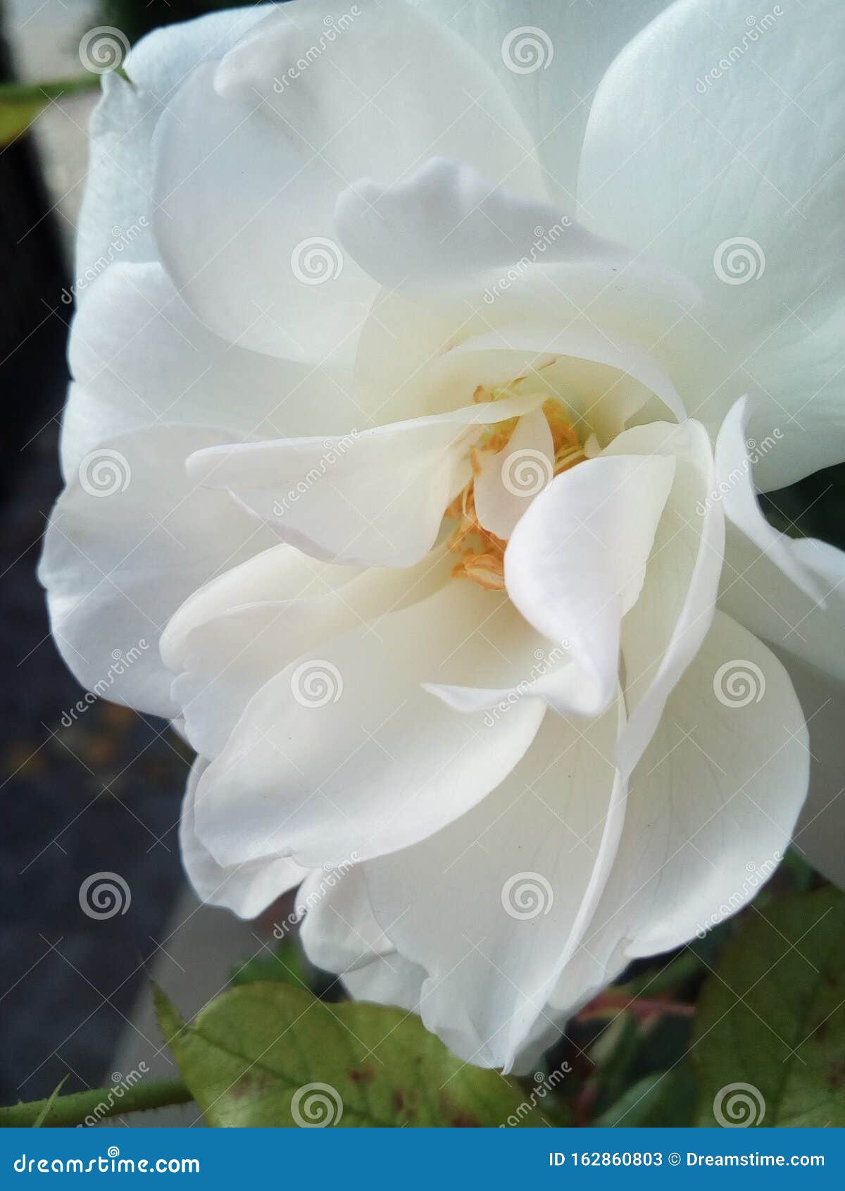 Les Magnifiques Roses Blanches Uniques Image stock - Image du beau ...
