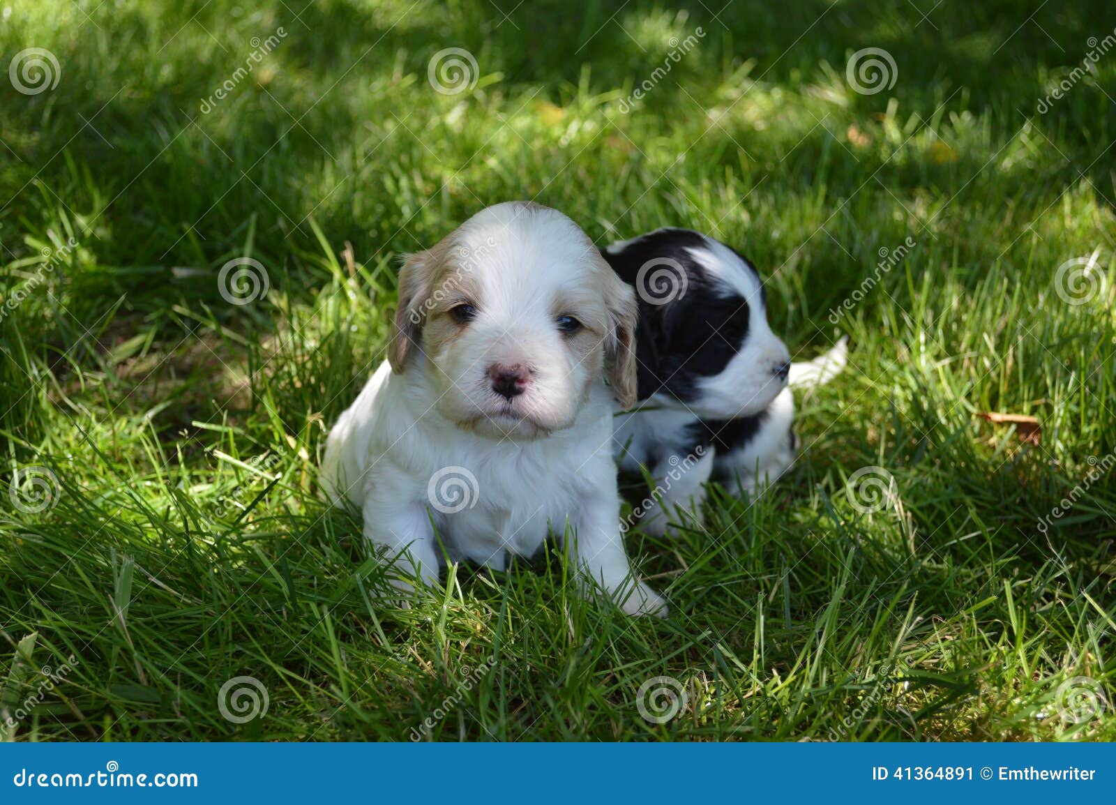 Les meilleurs copains image stock. Image du beau, carniche - 41364891