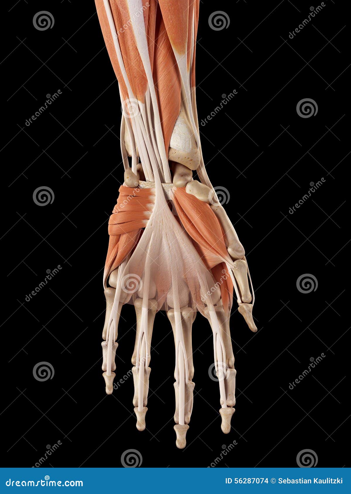 Les muscles de main illustration stock. Illustration du biologie - 56287074
