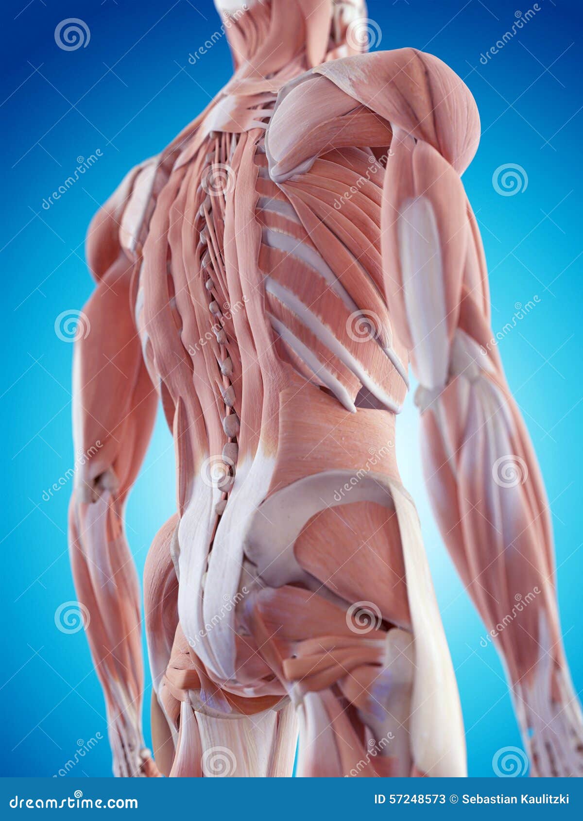 Les muscles du dos illustration stock. Illustration du biologie - 57248573
