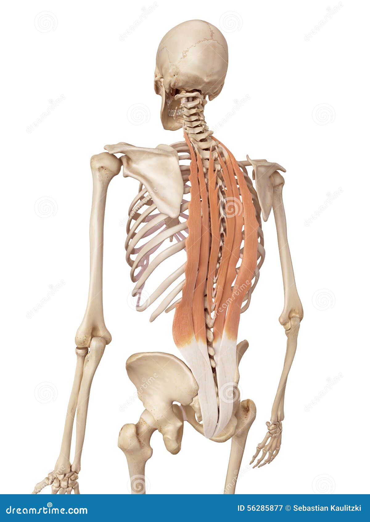 Les Muscles Du Dos Profonds Illustration Stock - Illustration du plaine ...