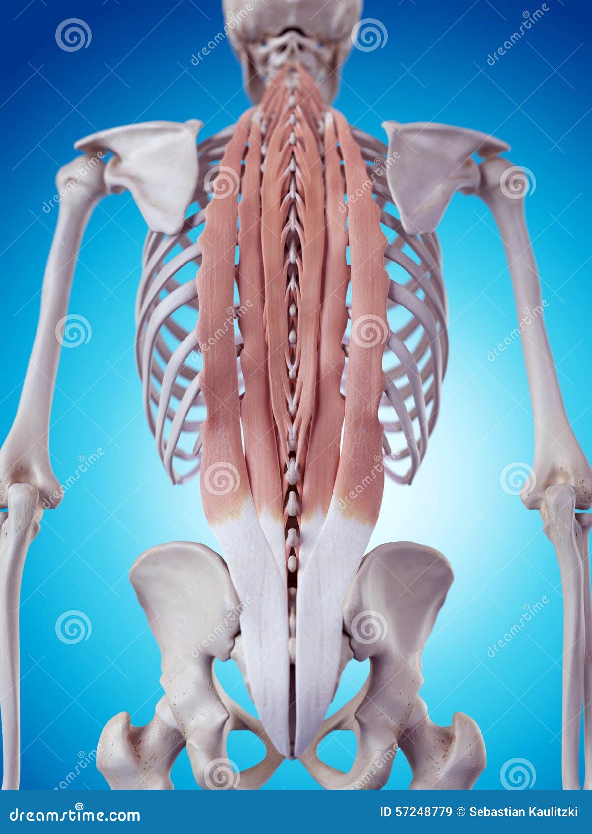 Les Muscles Du Dos Profonds Illustration Stock - Illustration du ...