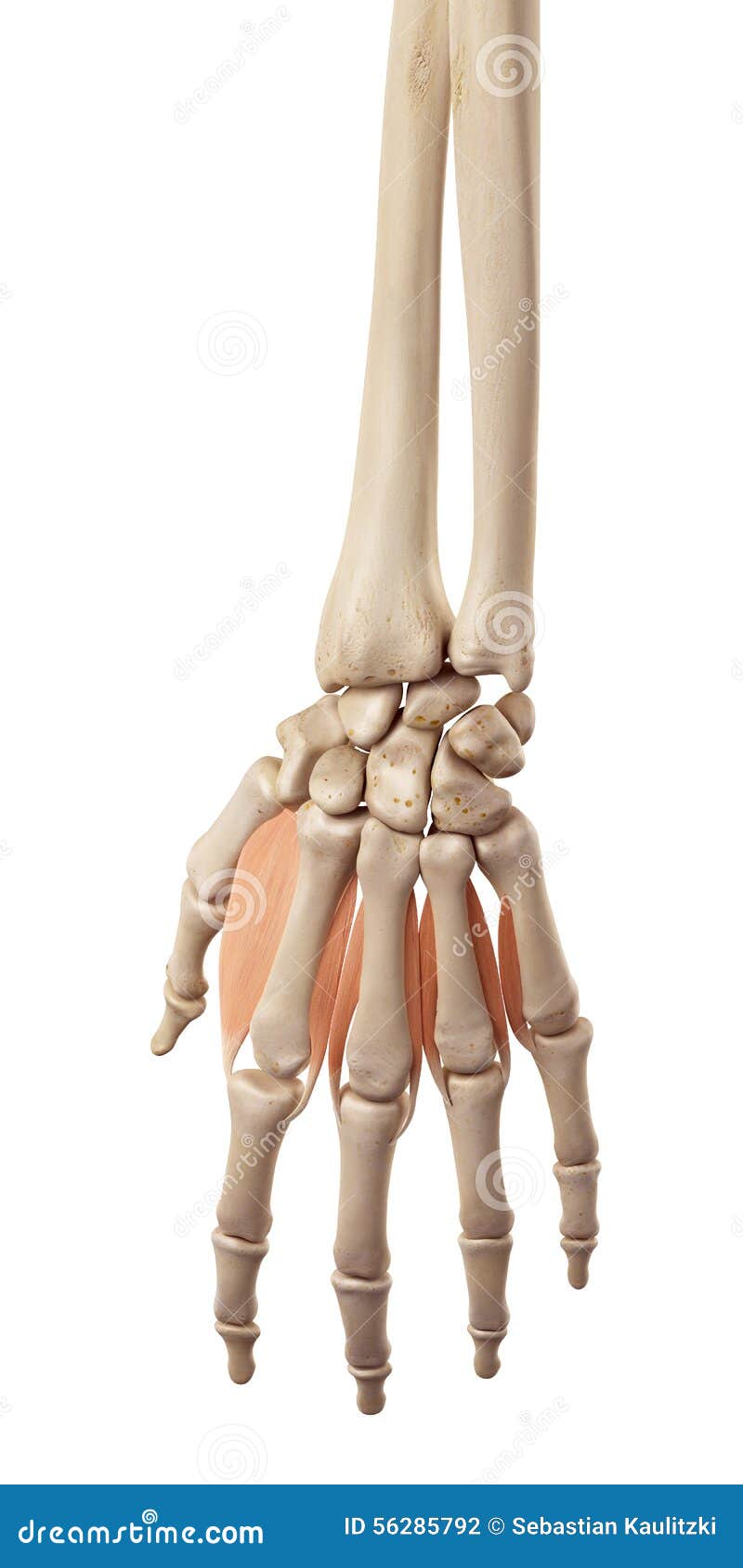 Les Muscles Interosseous Dorsaux Illustration Stock - Illustration du ...