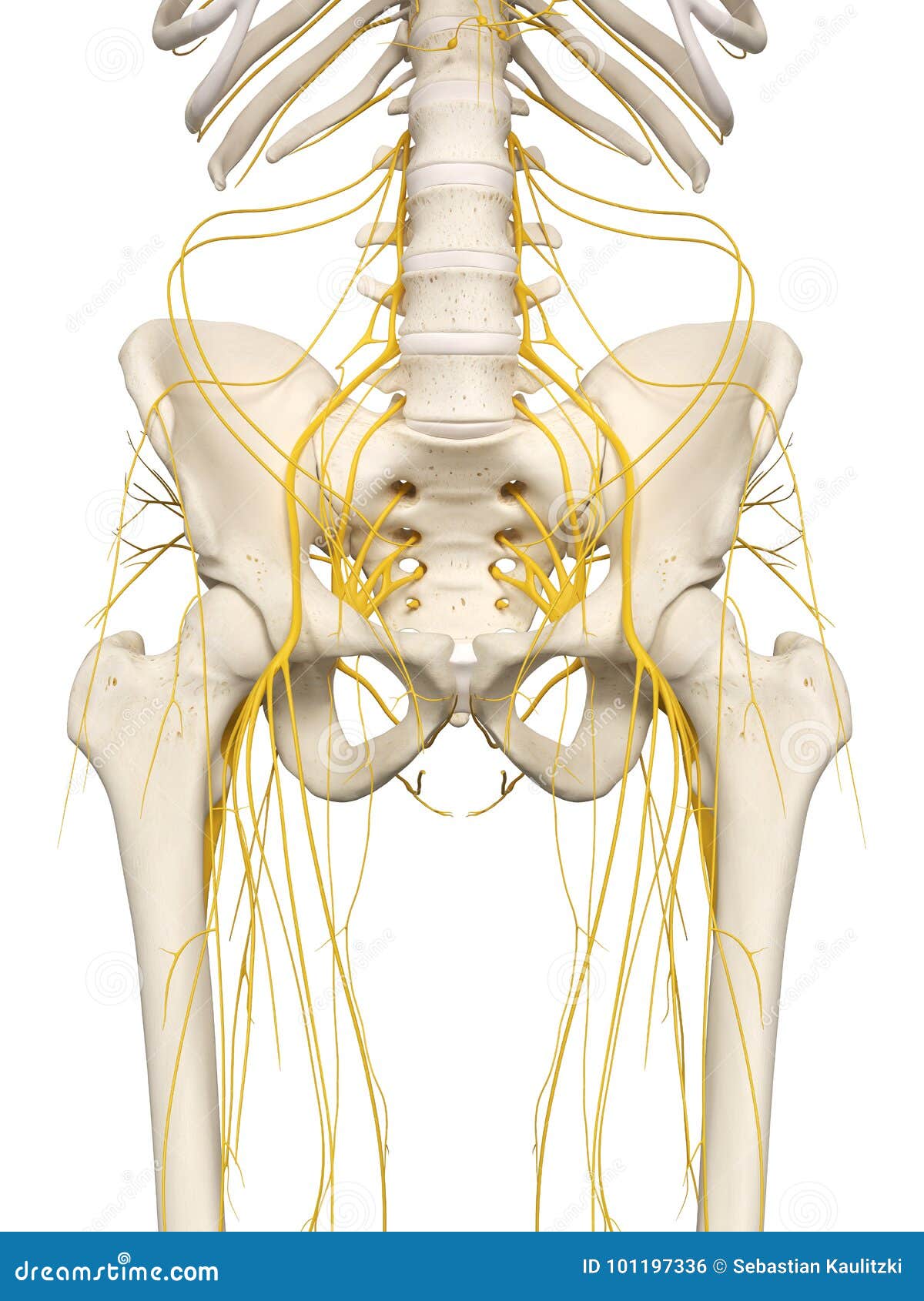 Les nerfs de hanche illustration stock. Illustration du science - 101197336