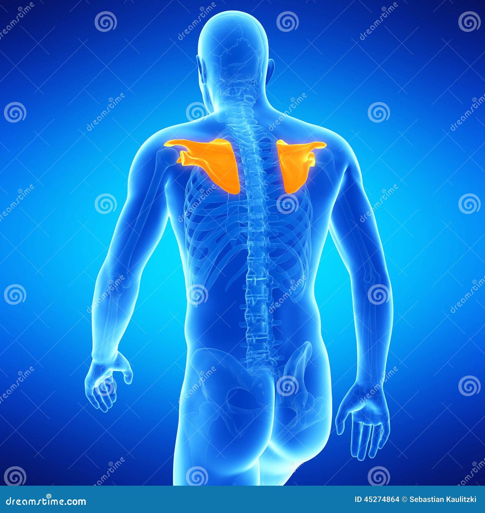 Les omoplates illustration stock. Illustration du omoplate - 45274864