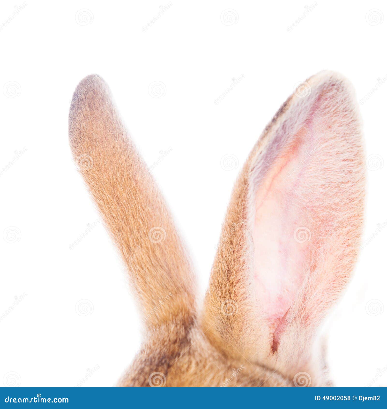 Les Oreilles De Lapin Photo stock - Image: 49002058