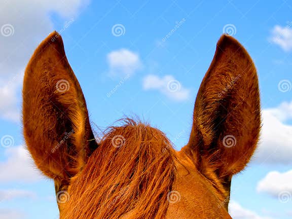 Oreilles de cheval photo stock. Image du danger, audition - 11750810