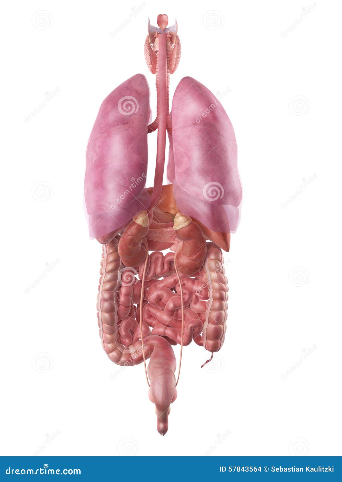 Les organes humains illustration stock. Illustration du côlon - 57843564