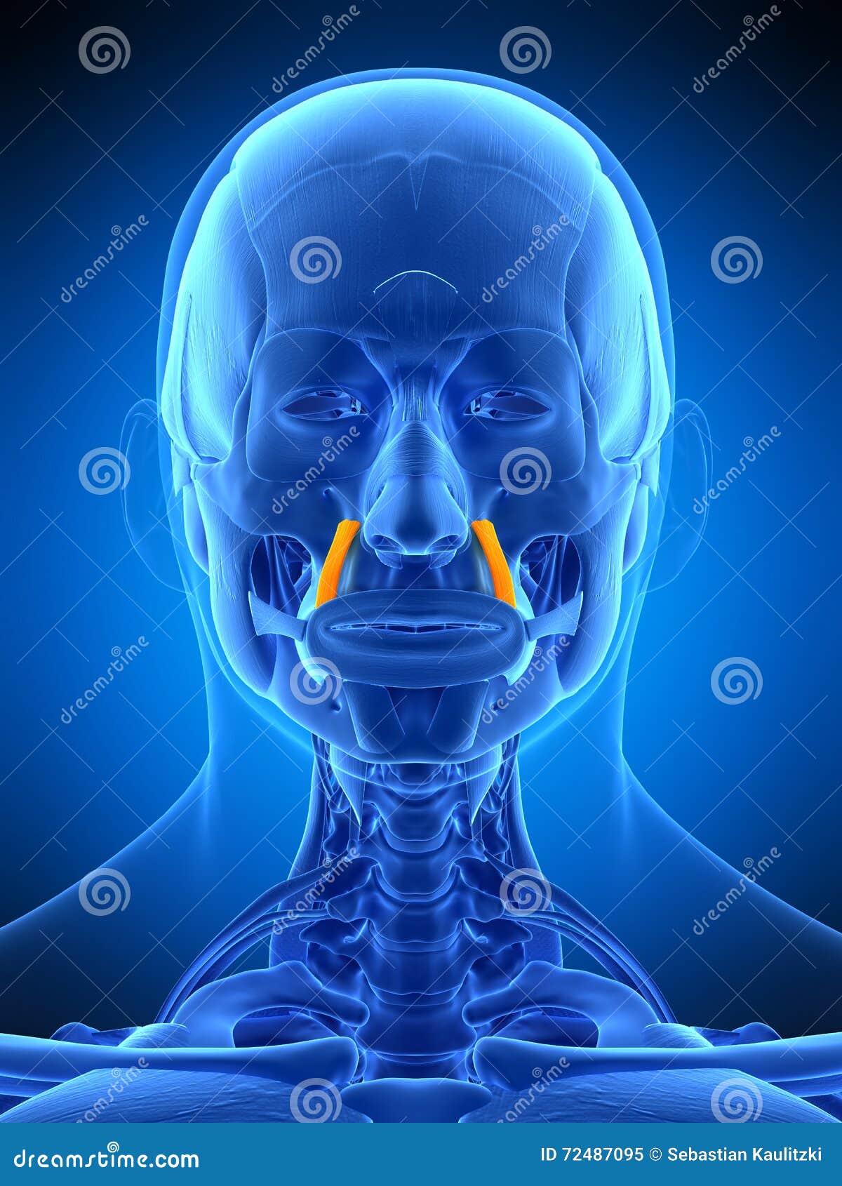 Les Oris D'anguli De Levator Illustration Stock - Illustration du ...