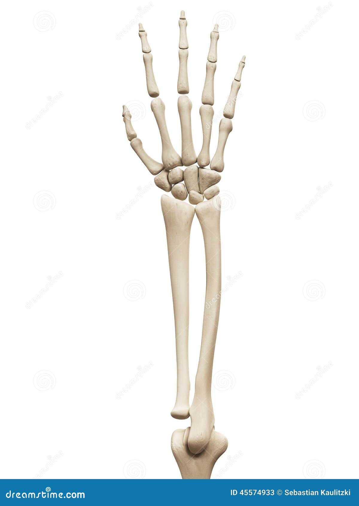 Les os de bras illustration stock. Illustration du tableau - 45574933