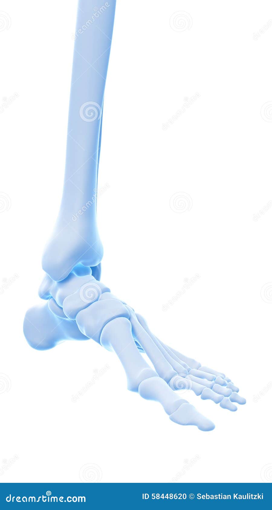 Les os de cheville illustration stock. Illustration du talus - 58448620